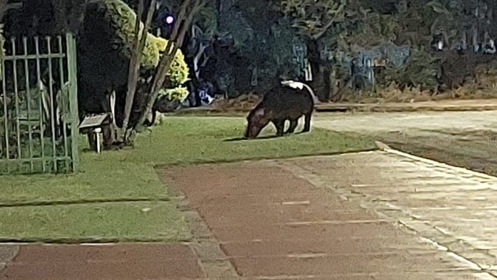 Dedicated wildlife rescue vehicle - GlobalGiving