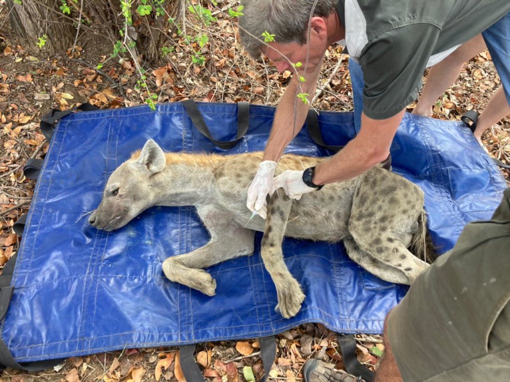 Dedicated wildlife rescue vehicle - GlobalGiving