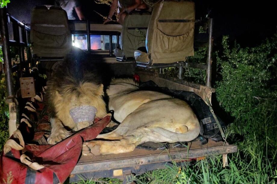 Dedicated wildlife rescue vehicle - GlobalGiving