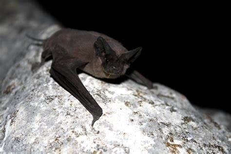 Build SA's 1st Free-Tailed Bat Flight Cage - GlobalGiving