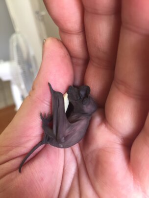 Build SA's 1st Free-Tailed Bat Flight Cage - GlobalGiving