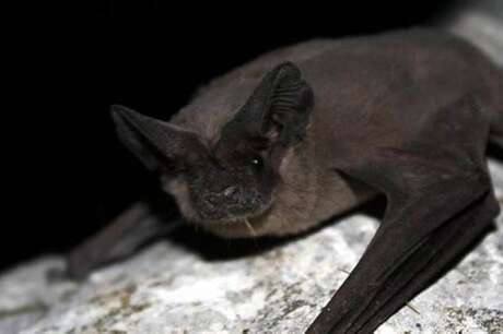 Build SA's 1st Free-Tailed Bat Flight Cage - GlobalGiving