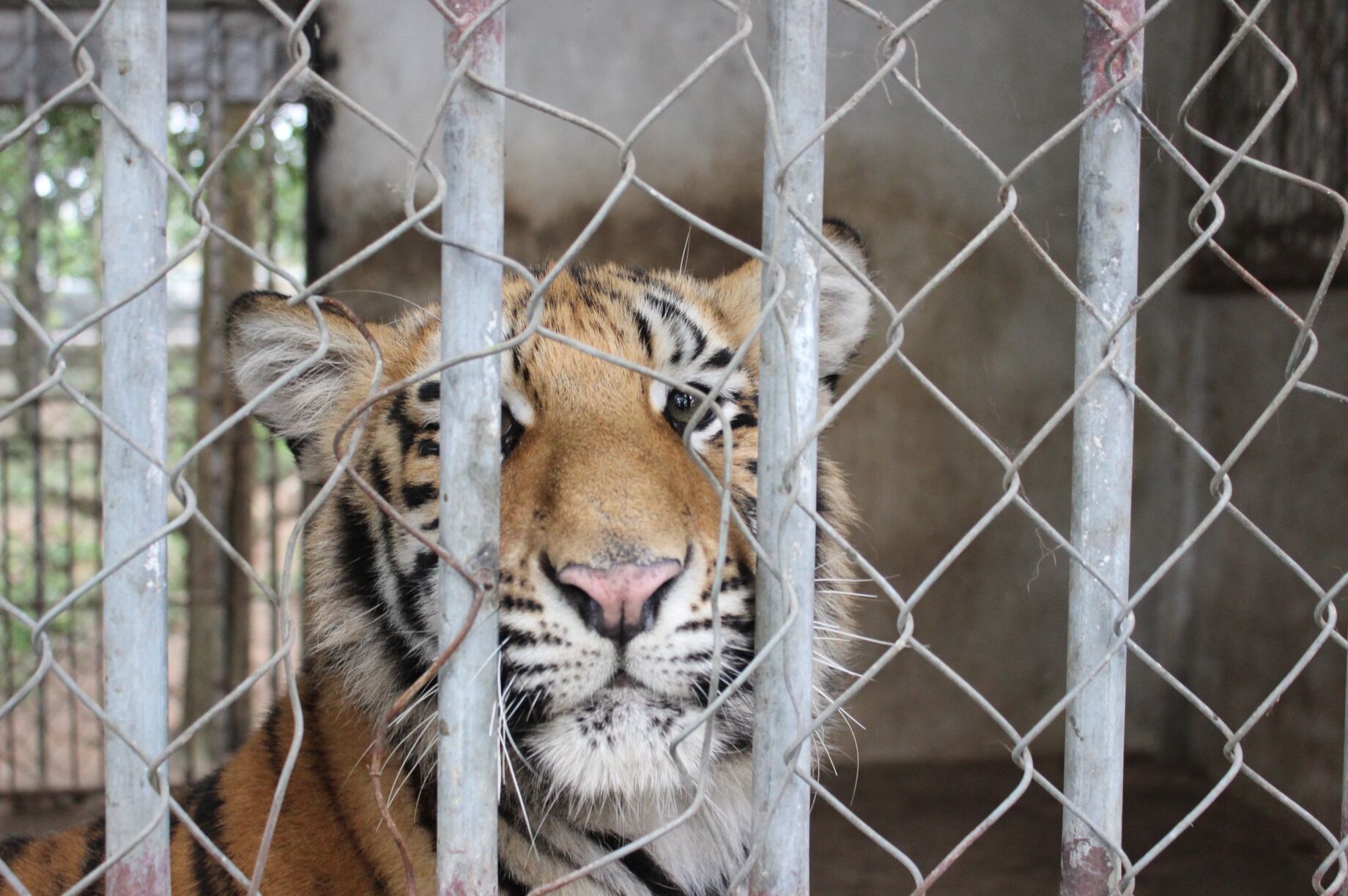 Protect Endangered Wildlife Against Exploitation - GlobalGiving