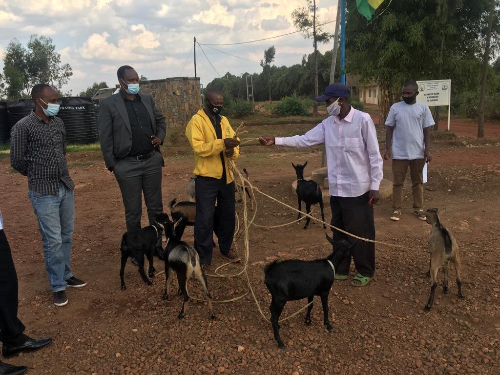 Goat farming project in Burega village, Rwanda - GlobalGiving