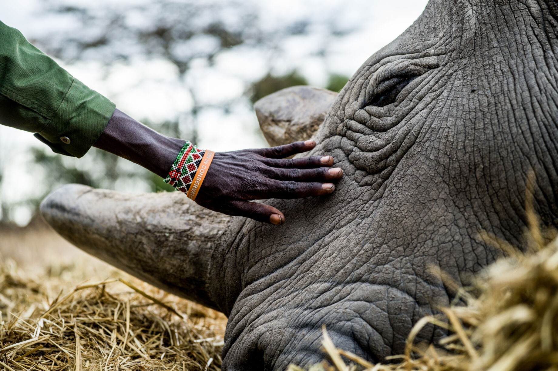 You Can Help Save a Species! - GlobalGiving