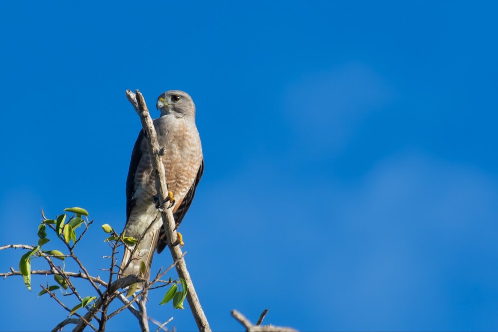 Photos from Conserving the Ridgway's Hawk in Punta Cana, DR - GlobalGiving