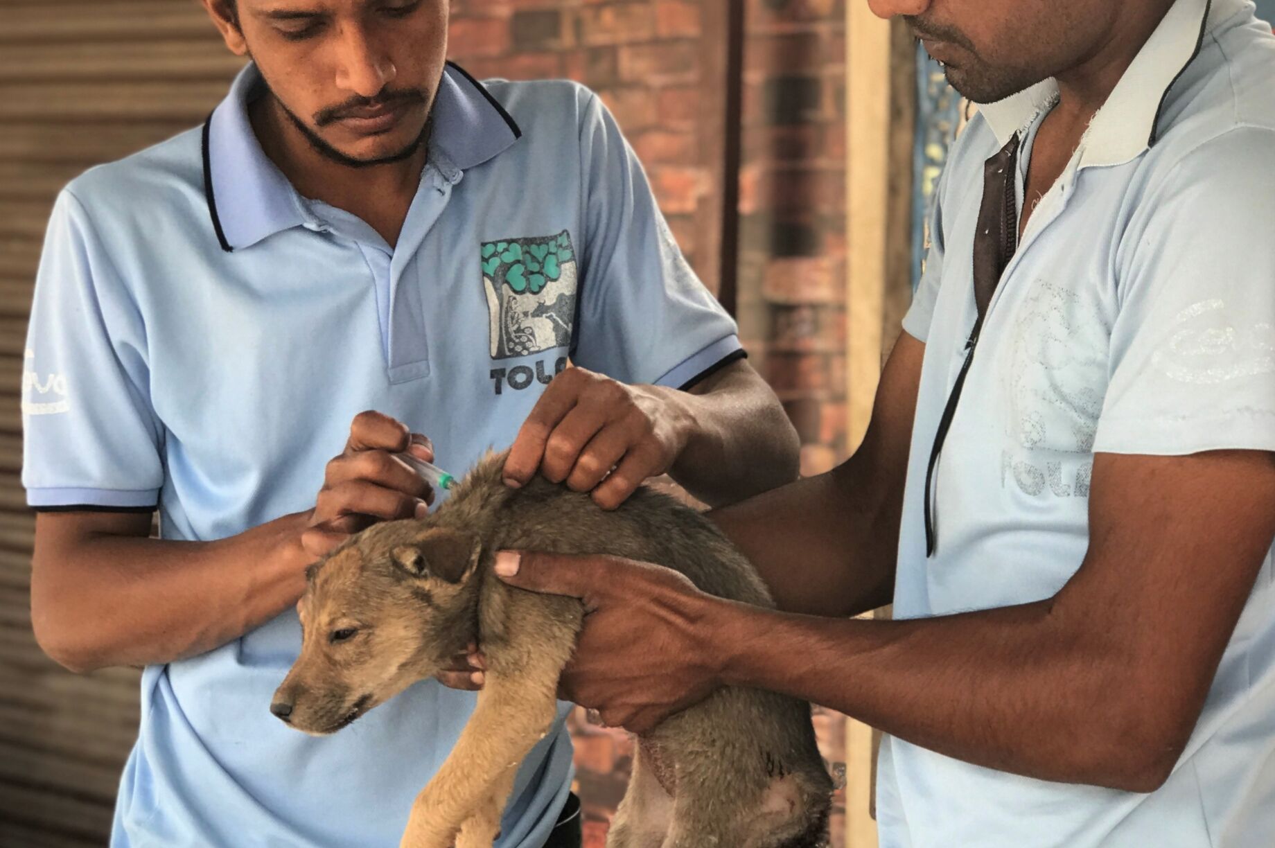 New Rescue Vehicle to Save Street Animals - GlobalGiving