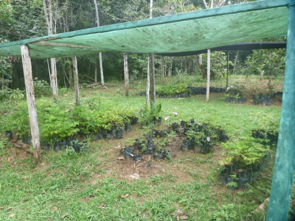 Reforestation for the future of the Amazon - GlobalGiving
