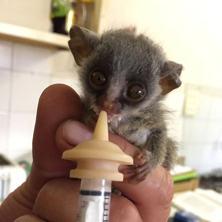 Help Feed Sick and Injured Wildlife - GlobalGiving