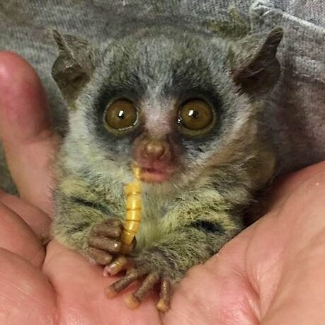 Provide Food for Rescued Animals in Rehabilitation - GlobalGiving