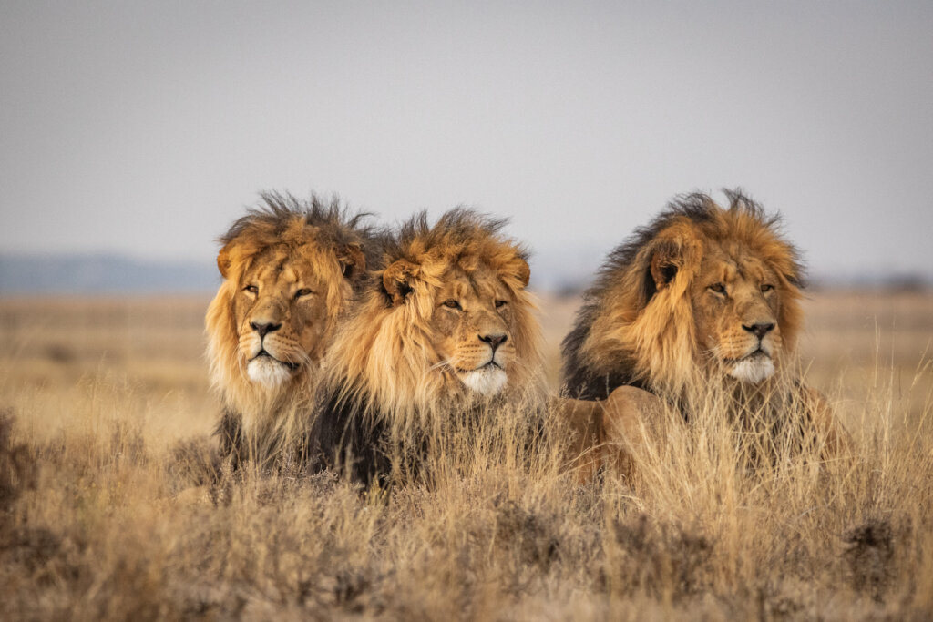 Felidae Centre New Lion Enclosure - GlobalGiving