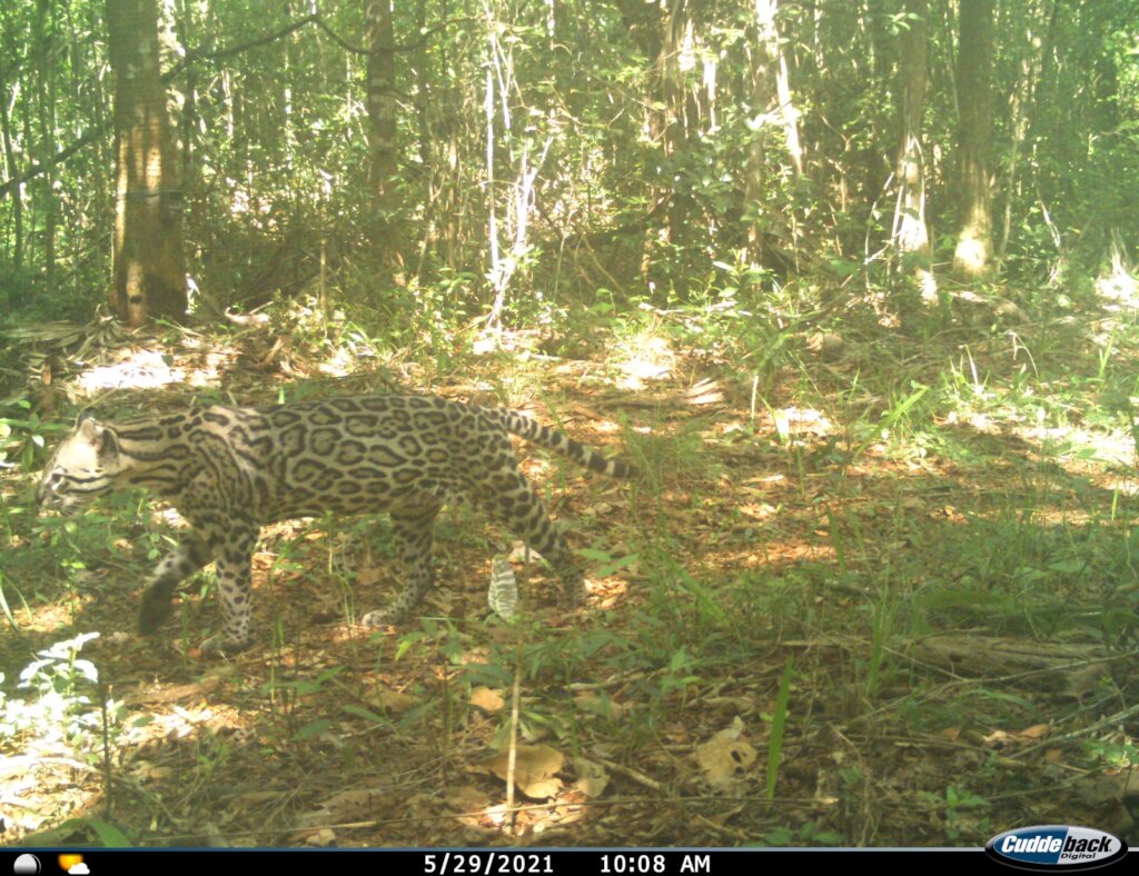 Help Save The Jaguar In The Yucatan Peninsula Globalgiving