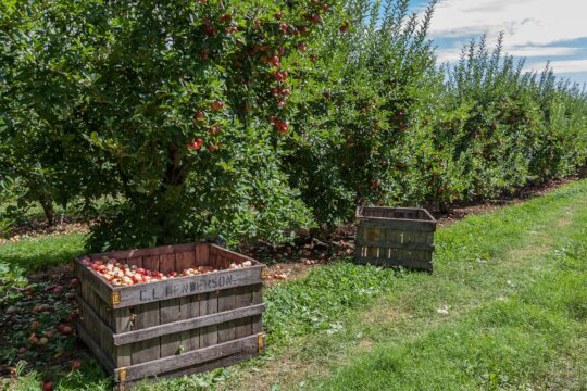 Planting community orchards in England - GlobalGiving