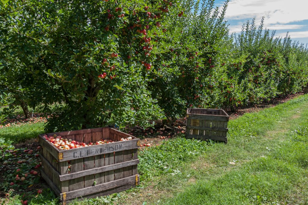 Planting community orchards in England - GlobalGiving