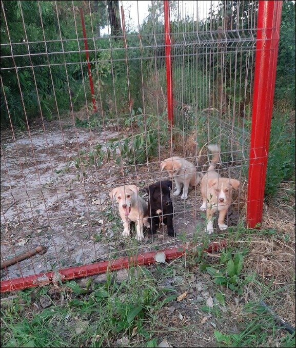 How to Share Food for 250 Street Dogs and 40 Cats in Romania - GlobalGiving