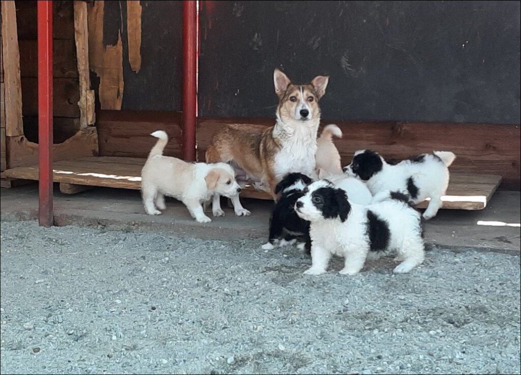 How to Share Food for 250 Street Dogs and 40 Cats in Romania - GlobalGiving