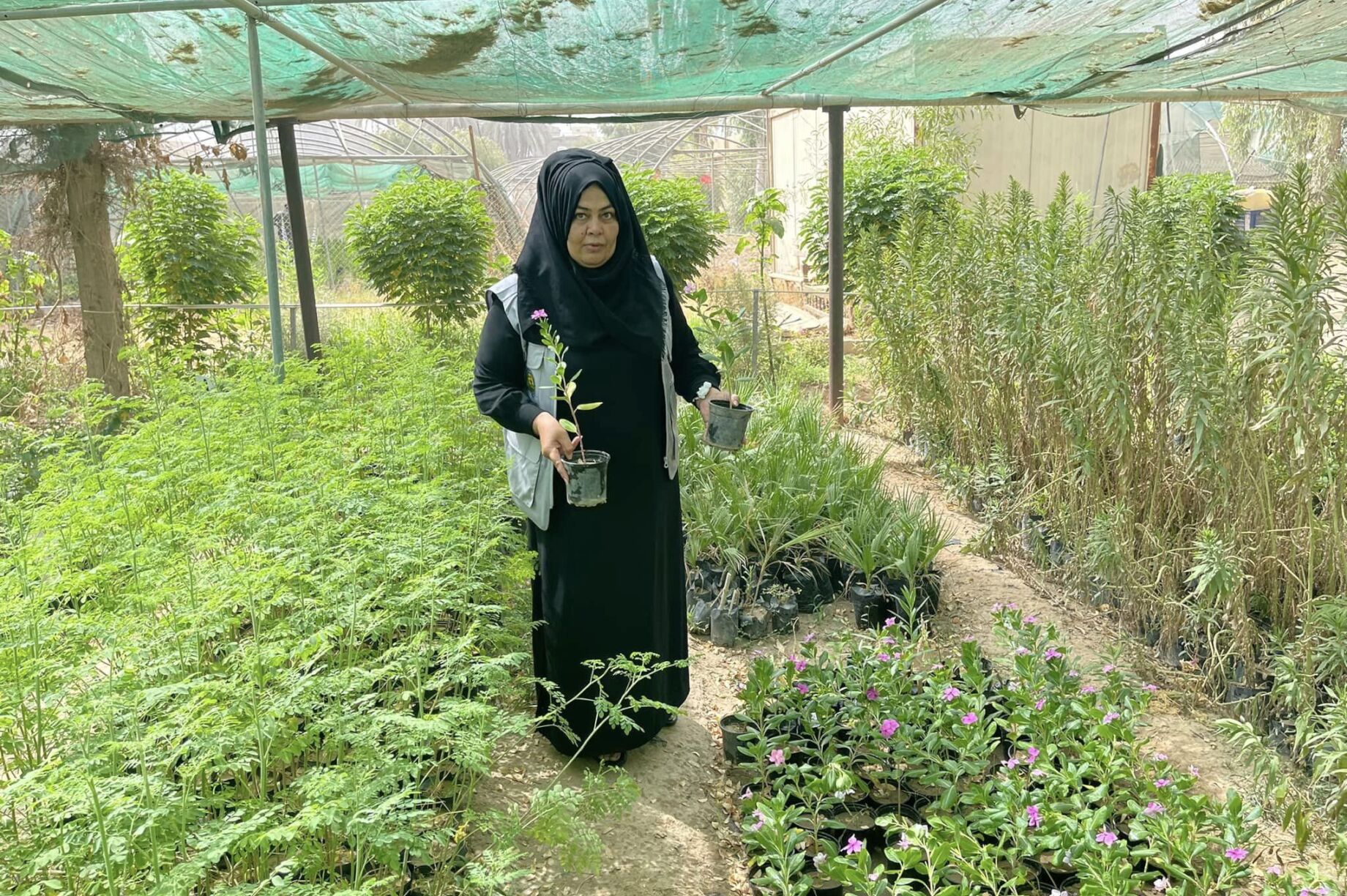 Plant 40,000 Trees In iraq - GlobalGiving