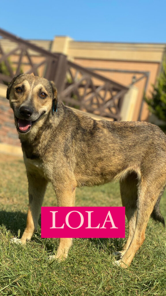 Please Help Moby & His Friends Fly to Canada - GlobalGiving