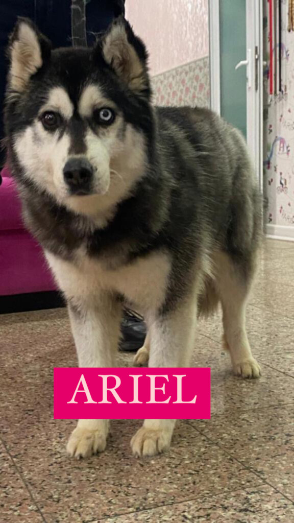 Please Help Moby & His Friends Fly to Canada - GlobalGiving