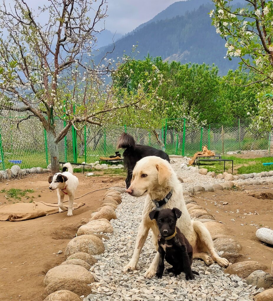 Help homeless animals access life-saving treatment - GlobalGiving