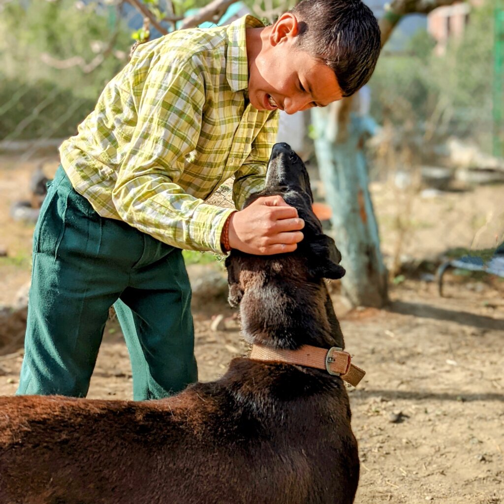 Help homeless animals access life-saving treatment - GlobalGiving