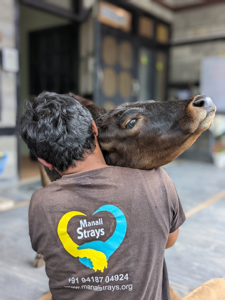 Help homeless animals access life-saving treatment - GlobalGiving