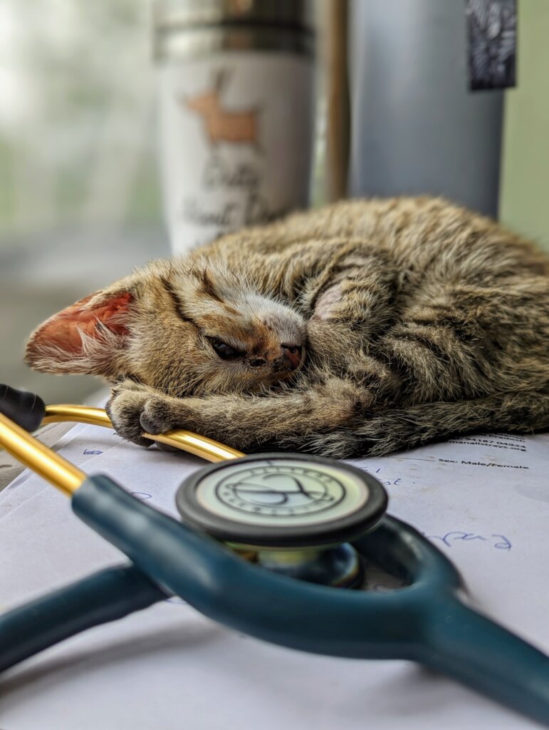 Help homeless animals access life-saving treatment - GlobalGiving