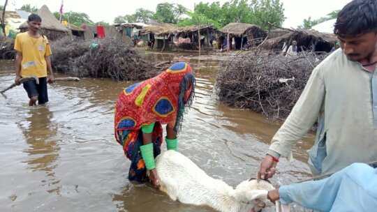 Flood Affectees in Sindh-2022 - GlobalGiving