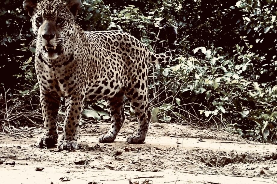 Vital Research to Protect Jaguars in Latin America - GlobalGiving