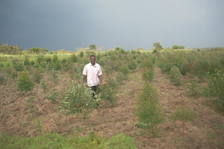 Promote Planting of 500,000 Trees in Tororo Uganda - GlobalGiving