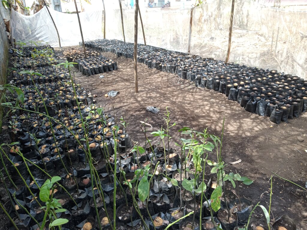 Plant 25000 Agroforestry Trees in Foumban. - GlobalGiving
