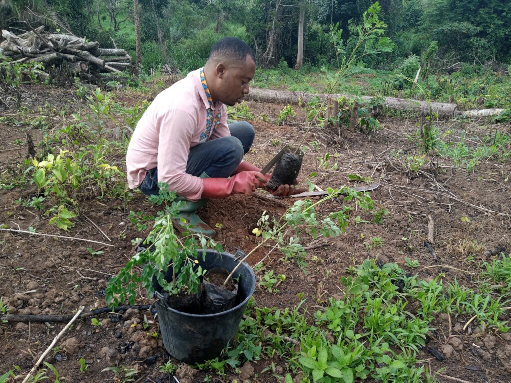 Donate to Plant 25000 Agroforestry Trees in Foumban. - GlobalGiving