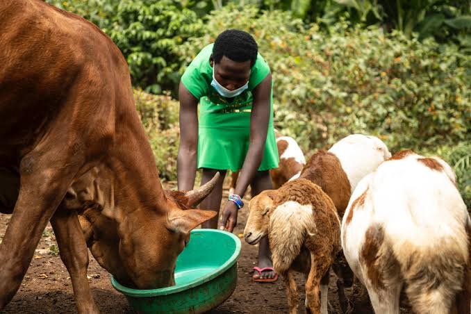 Building secure Livelihoods - GlobalGiving