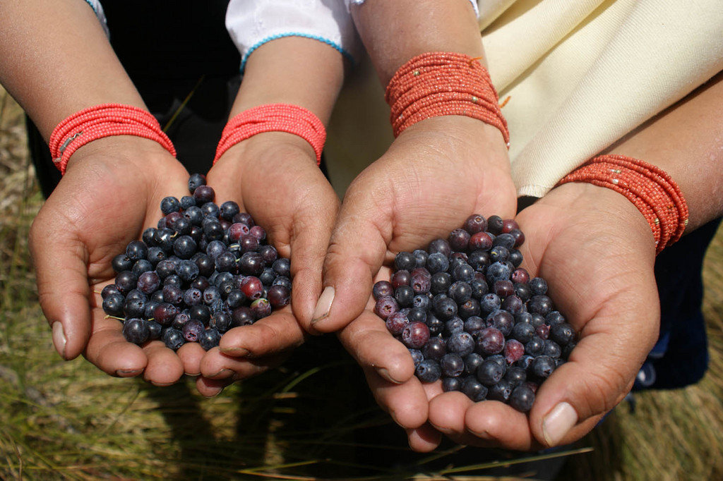 Native Blueberries and Andean Paramo Conservation - GlobalGiving
