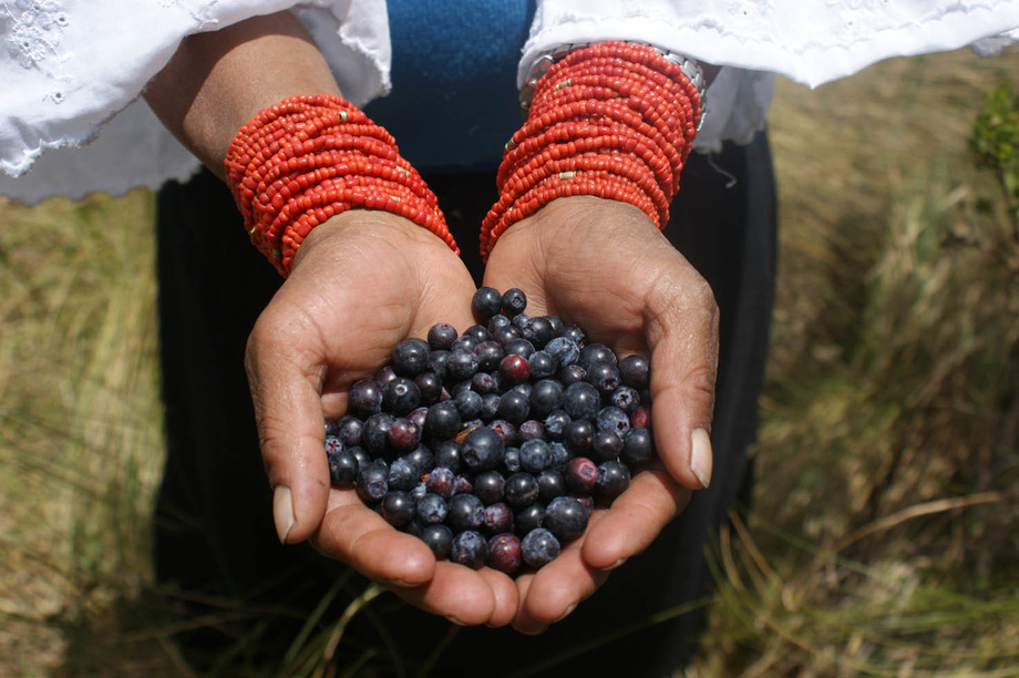 Native Blueberries and Andean Paramo Conservation - GlobalGiving