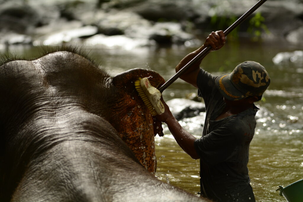 Help the elephants of Cambodia & EVP post pandemic - GlobalGiving
