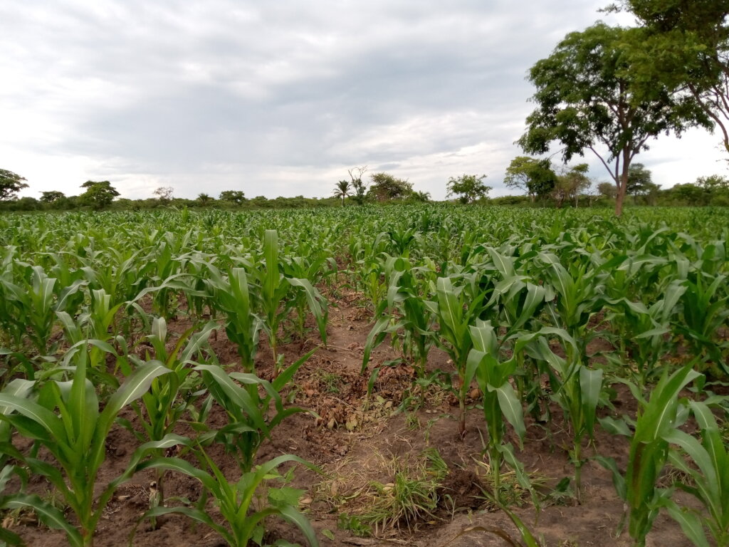 Help 200 youth in sustainable agriculture Tanzania - GlobalGiving