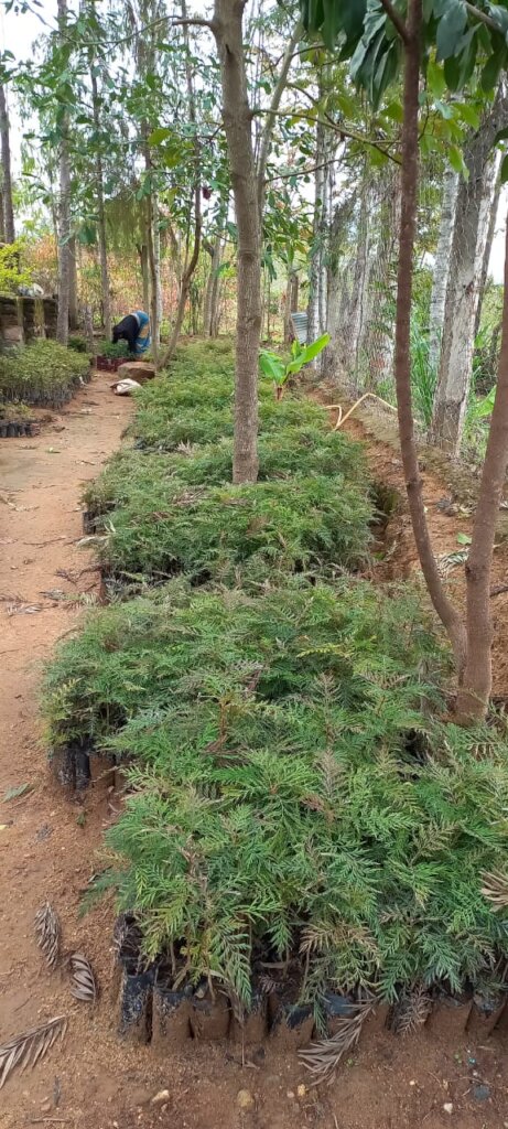 The Seed of Life Provides Hope & Feed Hunger - GlobalGiving