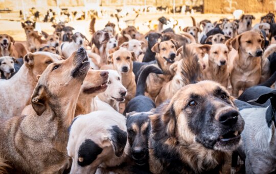 Help us care for 900 street rescues at our refuge - GlobalGiving