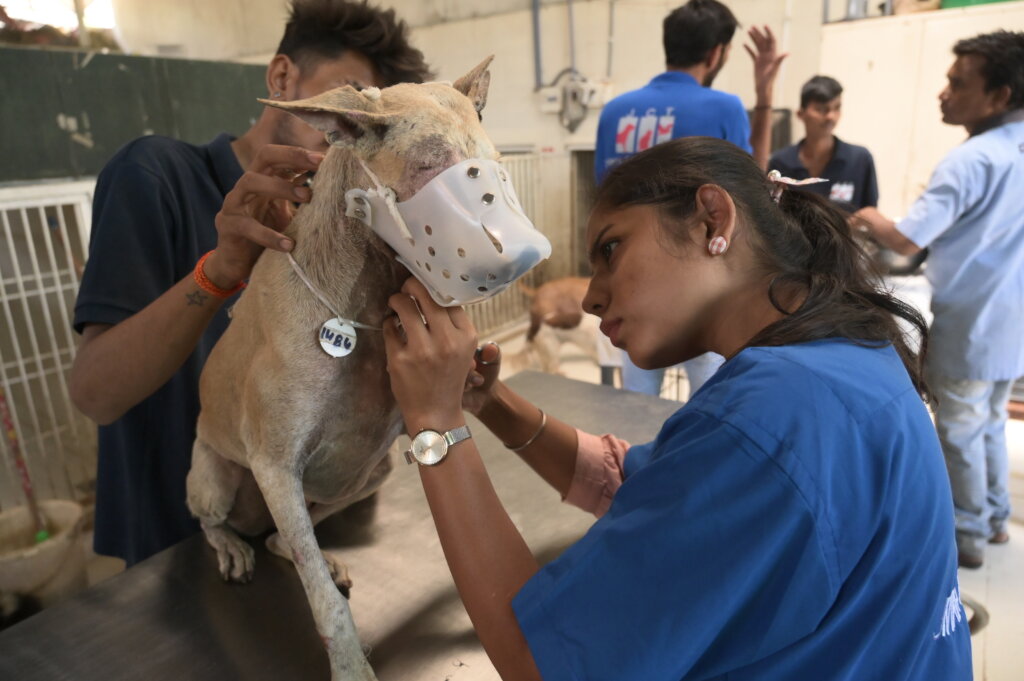 Saving over 2000 stray dogs per month in Ahmedabad - GlobalGiving