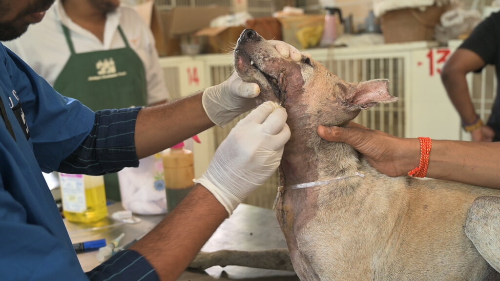 Saving over 2000 stray dogs per month in Ahmedabad - GlobalGiving