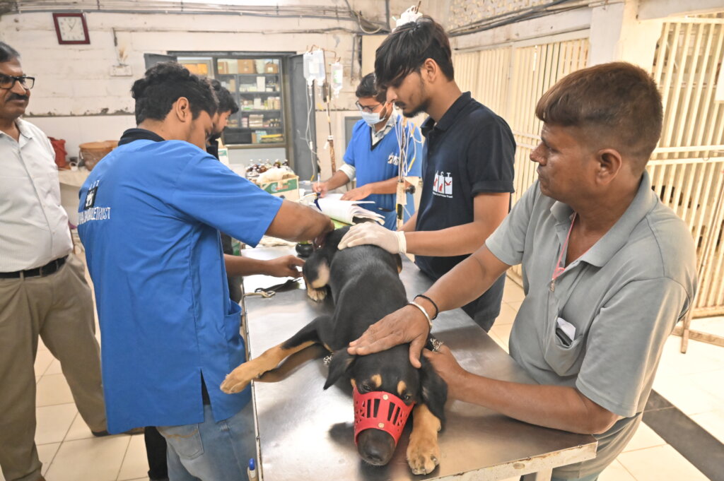 Saving over 2000 stray dogs per month in Ahmedabad - GlobalGiving