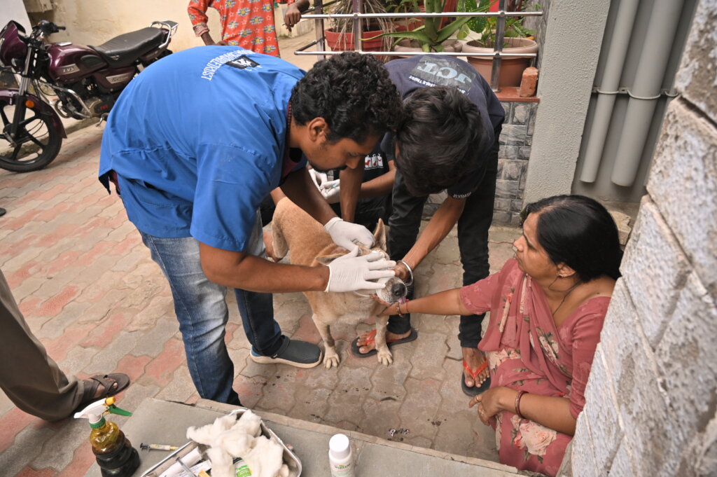 Saving over 2000 stray dogs per month in Ahmedabad - GlobalGiving
