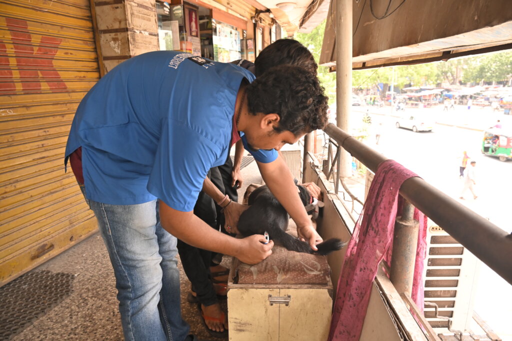 Saving over 2000 stray dogs per month in Ahmedabad - GlobalGiving