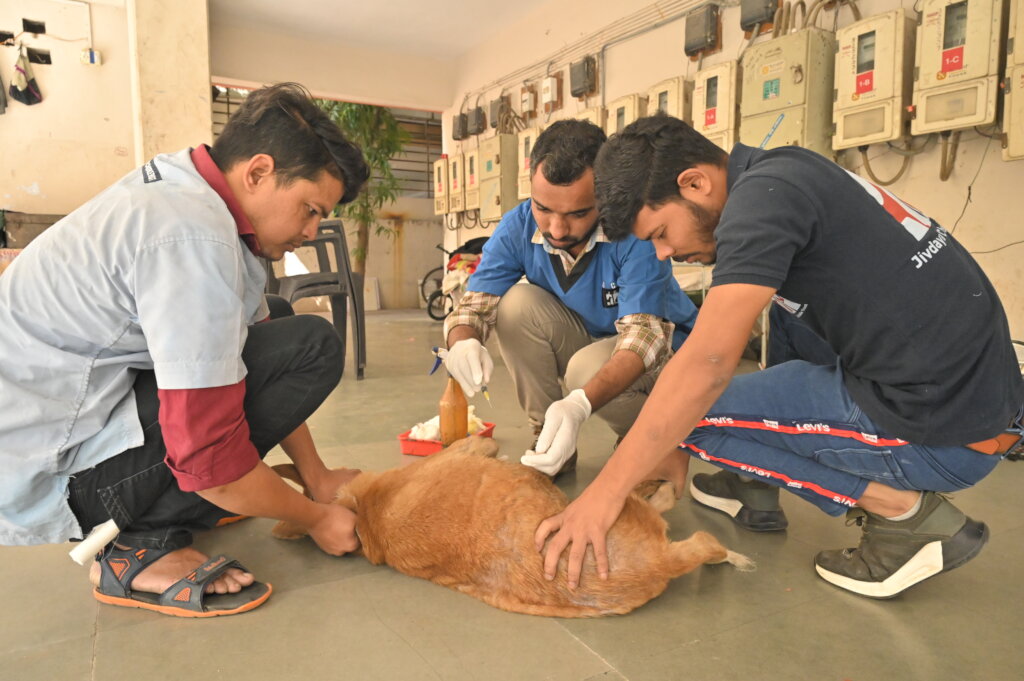 Saving over 2000 stray dogs per month in Ahmedabad - GlobalGiving