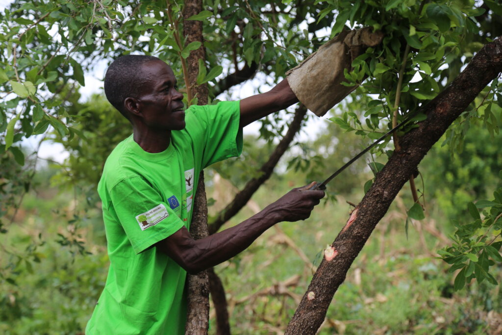 Restore environment for Sustainable living - GlobalGiving