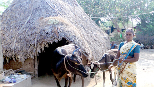 Empowerment of Dalit Women in India - GlobalGiving