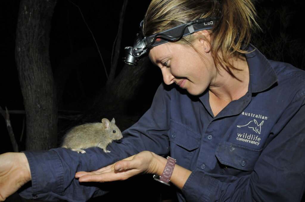Support wildlife translocations across Australia - GlobalGiving