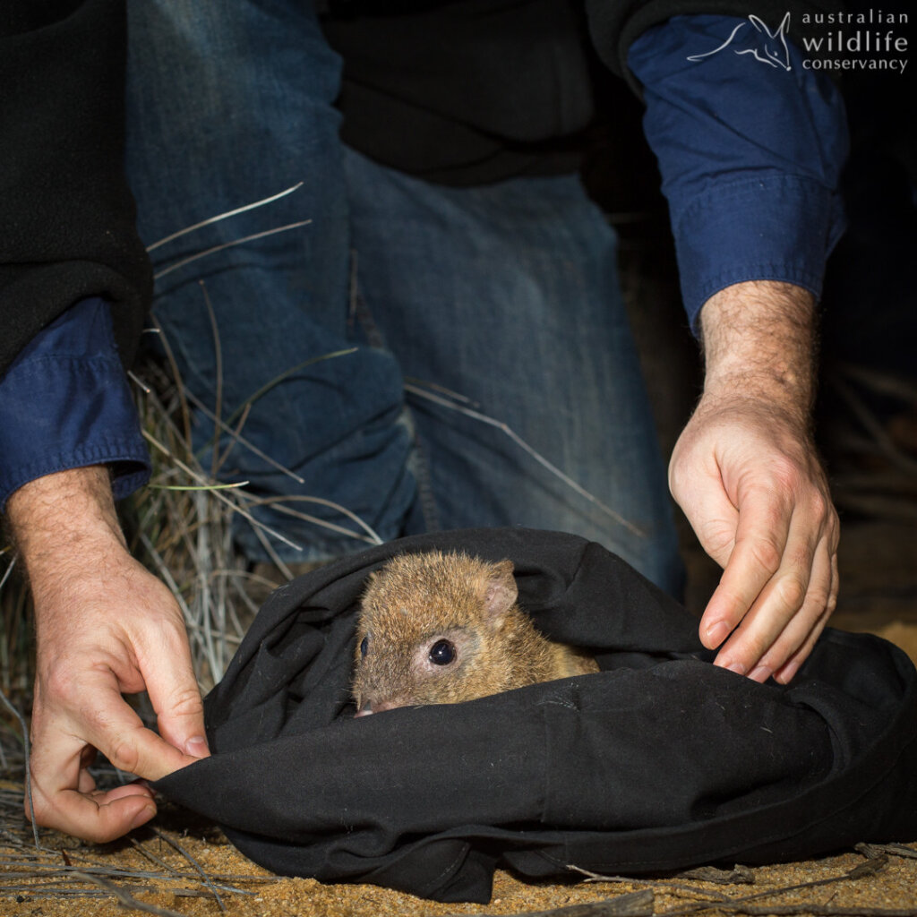Support wildlife translocations across Australia - GlobalGiving