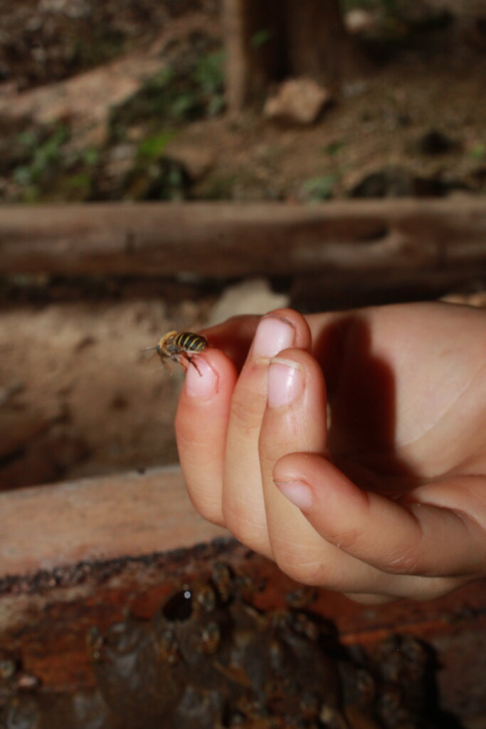 Melipona Beecheii Conservation - GlobalGiving